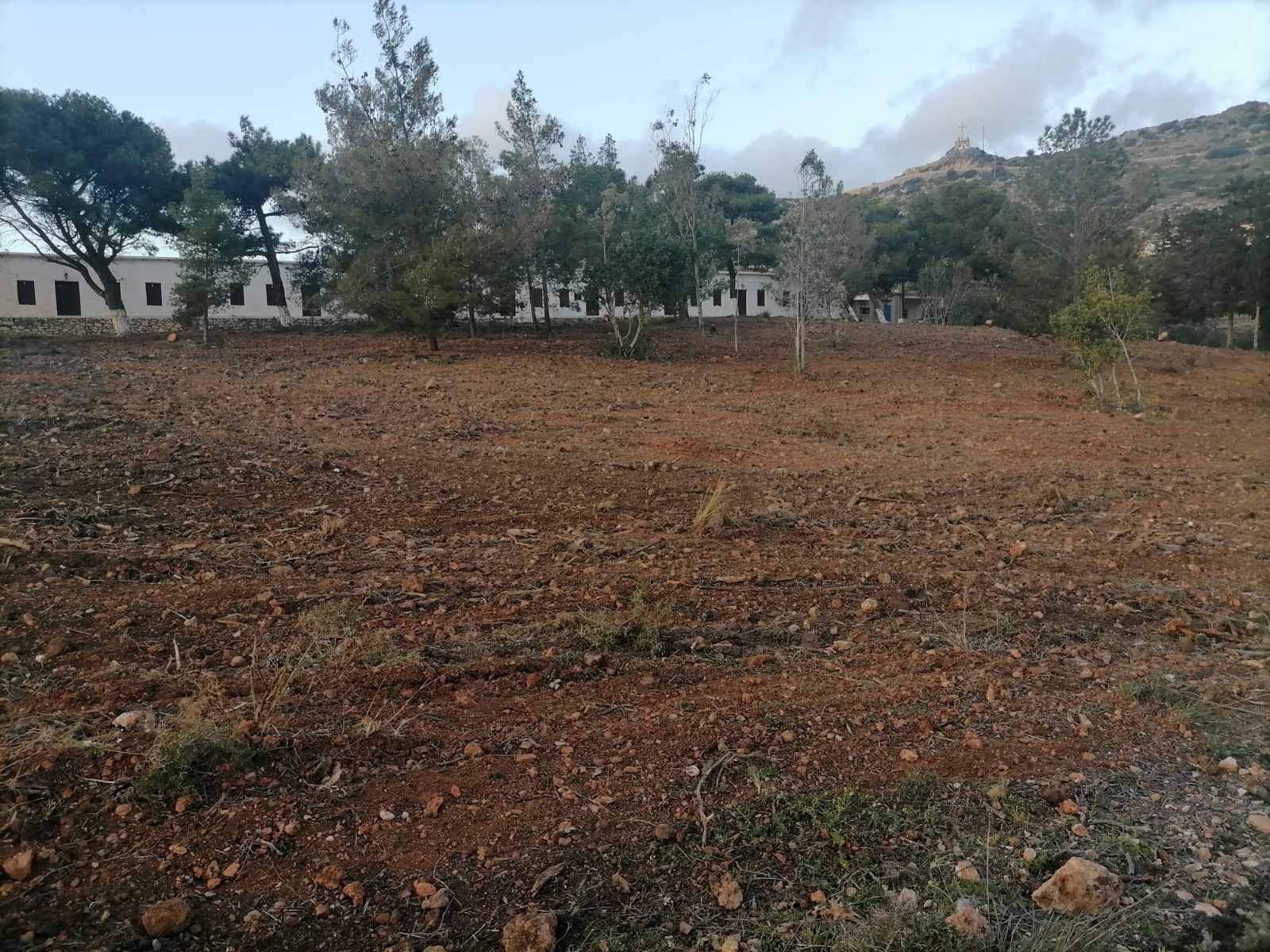 ΚΑΘΑΡΙΣΜΟΣ ΚΑΙ ΦΥΤΕΥΣΗ ΕΛΑΙΟΔΕΝΤΡΩΝ - Επιτροπή Εγχωρίου Περιουσίας ...