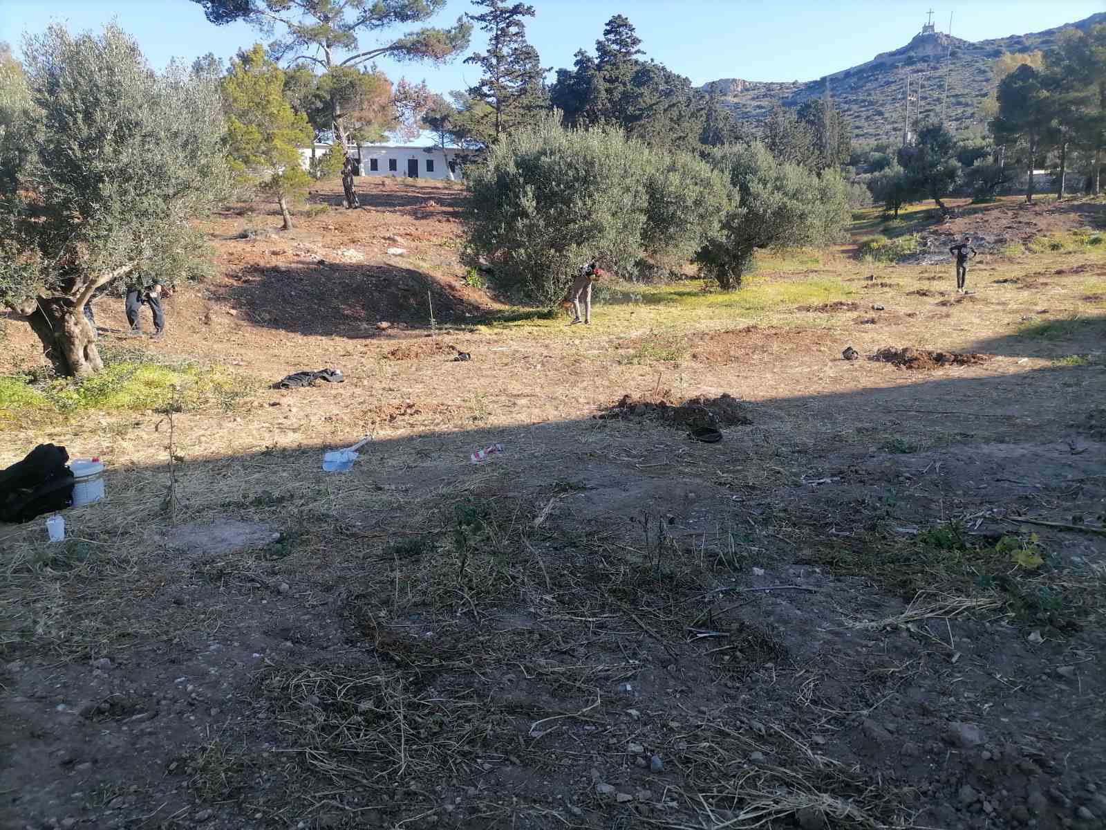 ΚΑΘΑΡΙΣΜΟΣ ΚΑΙ ΦΥΤΕΥΣΗ ΕΛΑΙΟΔΕΝΤΡΩΝ - Επιτροπή Εγχωρίου Περιουσίας ...